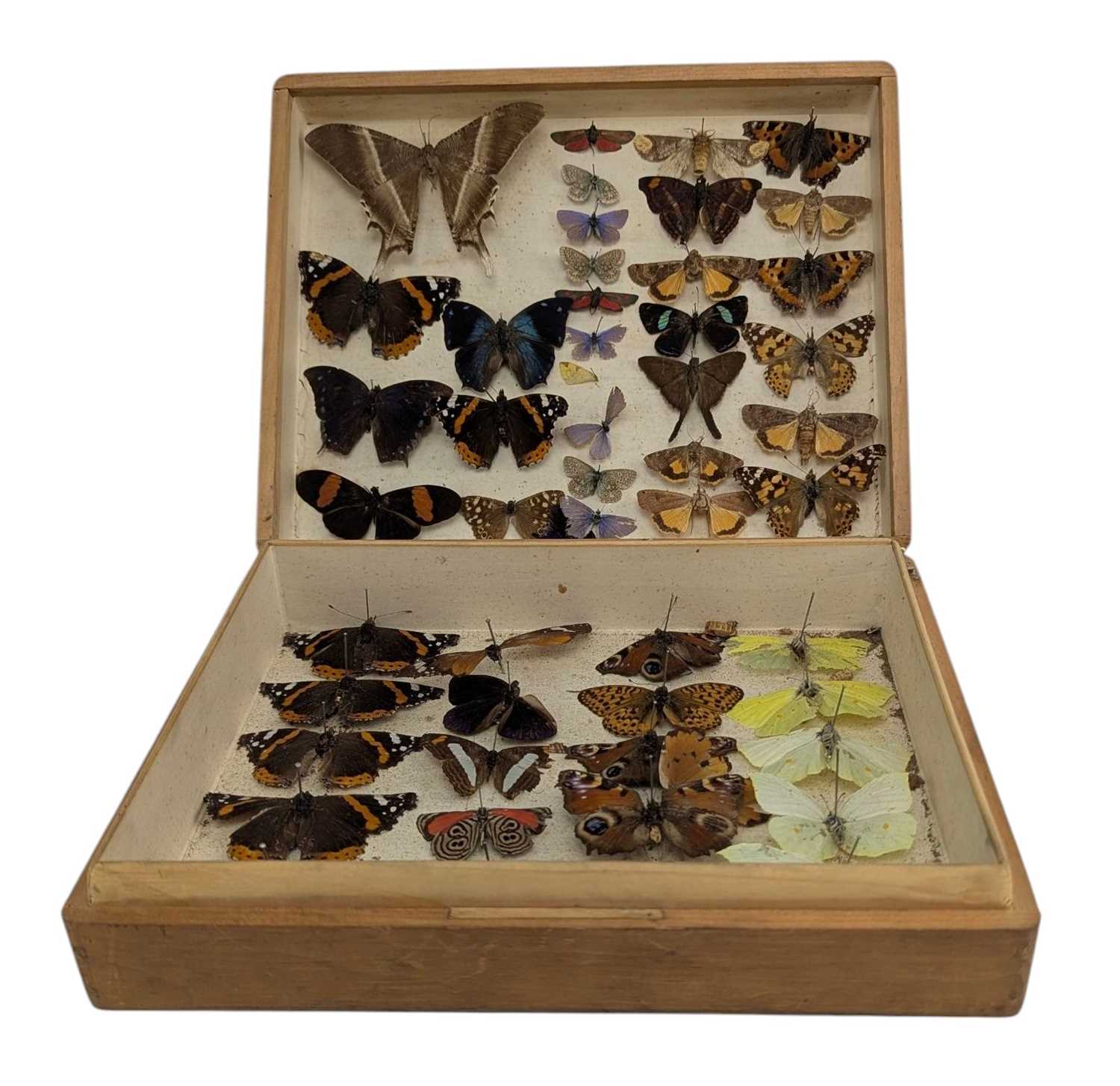 Lot 53 - CASED EARLY 20TH CENTURY TAXIDERMY